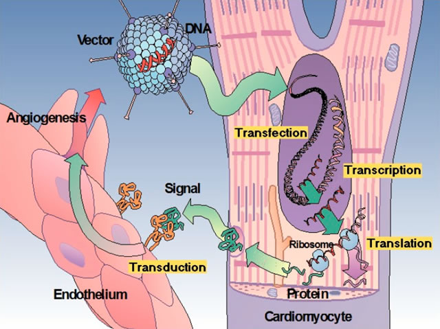 The Four "T"s of Adenovector Gene Therapy